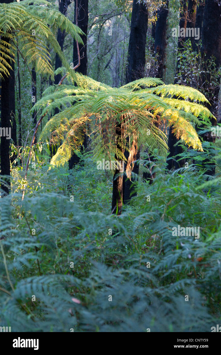 Yarra ranges hi-res stock photography and images - Alamy