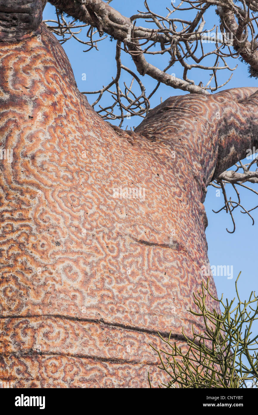 Baobab tree trunk hi-res stock photography and images - Alamy