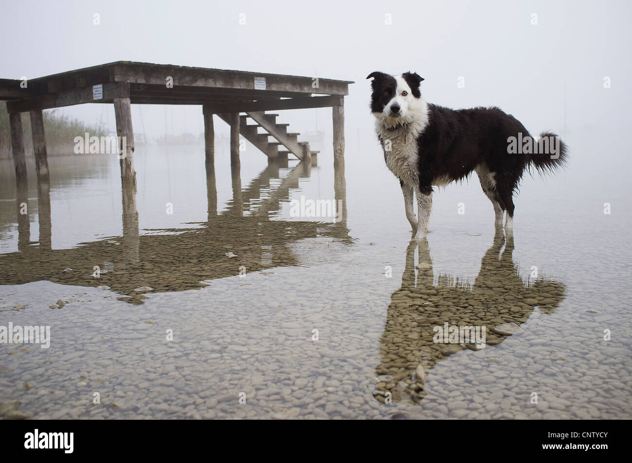 Dog High Resolution Stock Photography and Images - Alamy
