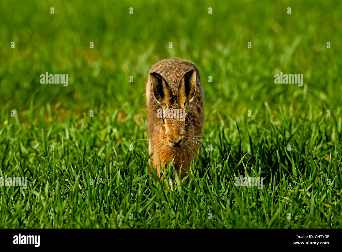 Field hares head hi-res stock photography and images - Alamy