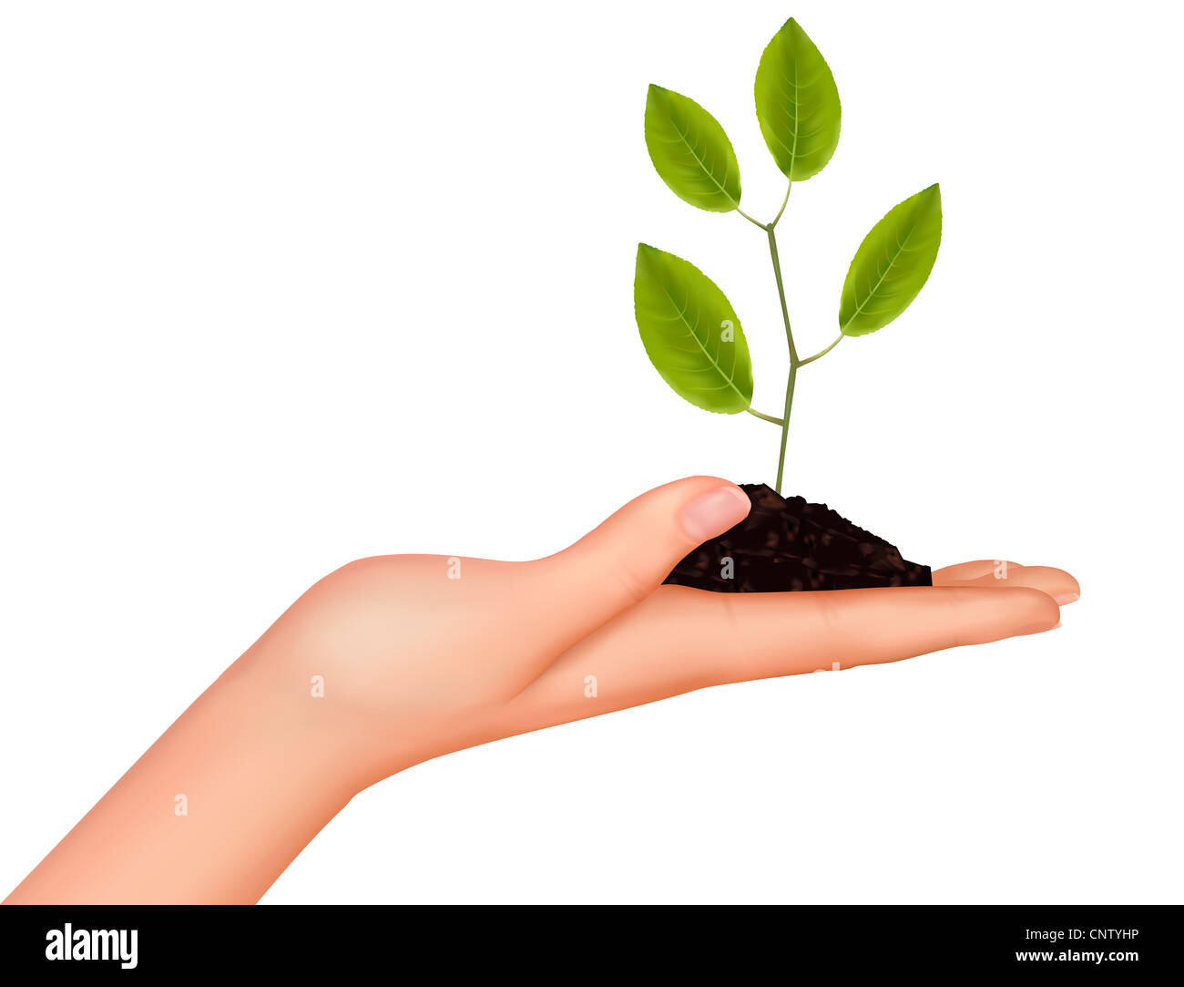 Young plant in hand Stock Photo - Alamy