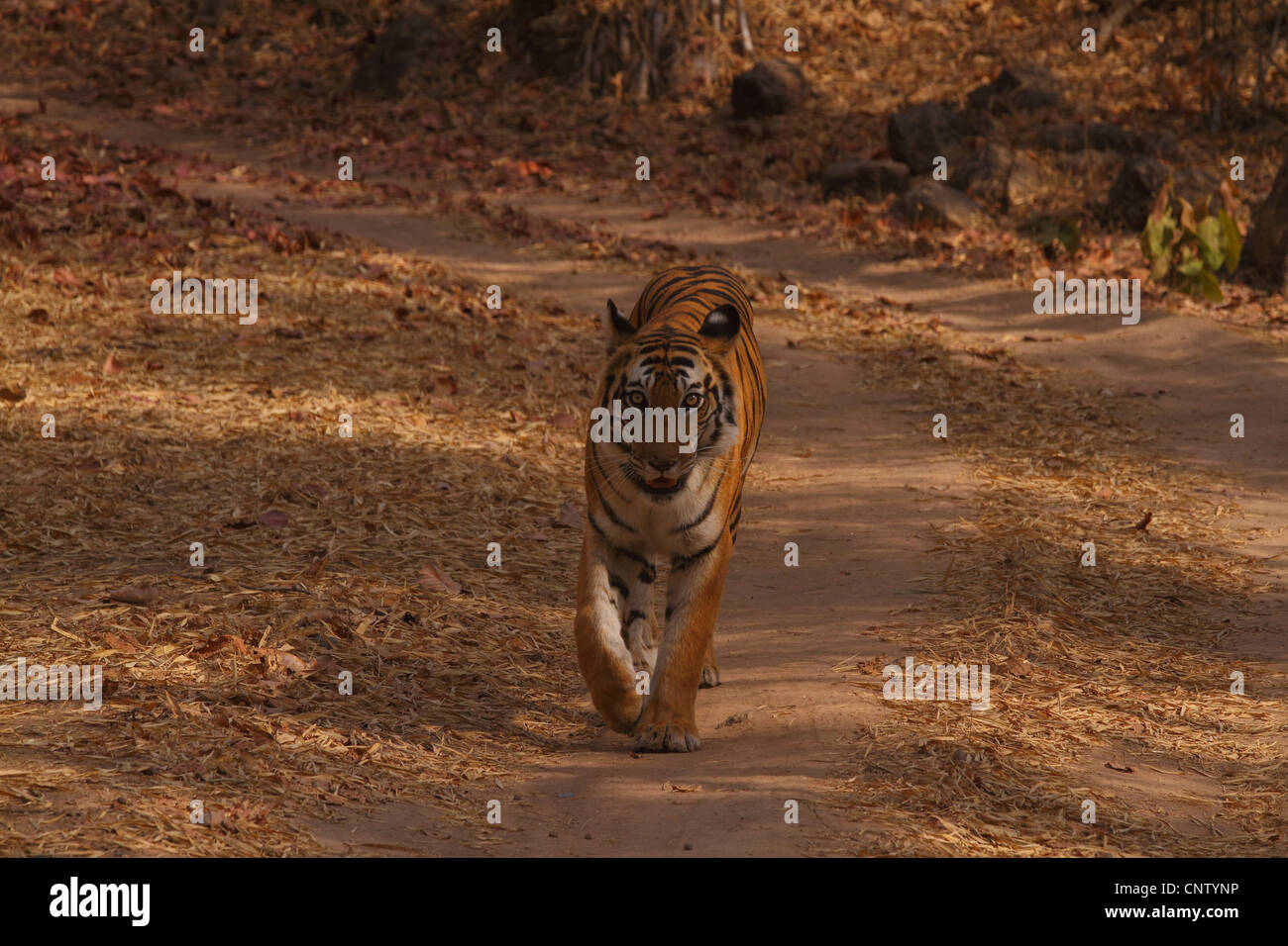 Royal Bengal Tiger walking on the road Stock Photo - Alamy