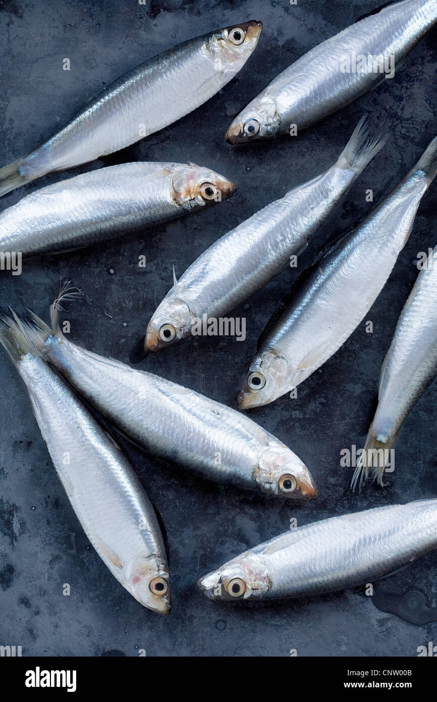 Close up of whitebait fish Stock Photo - Alamy