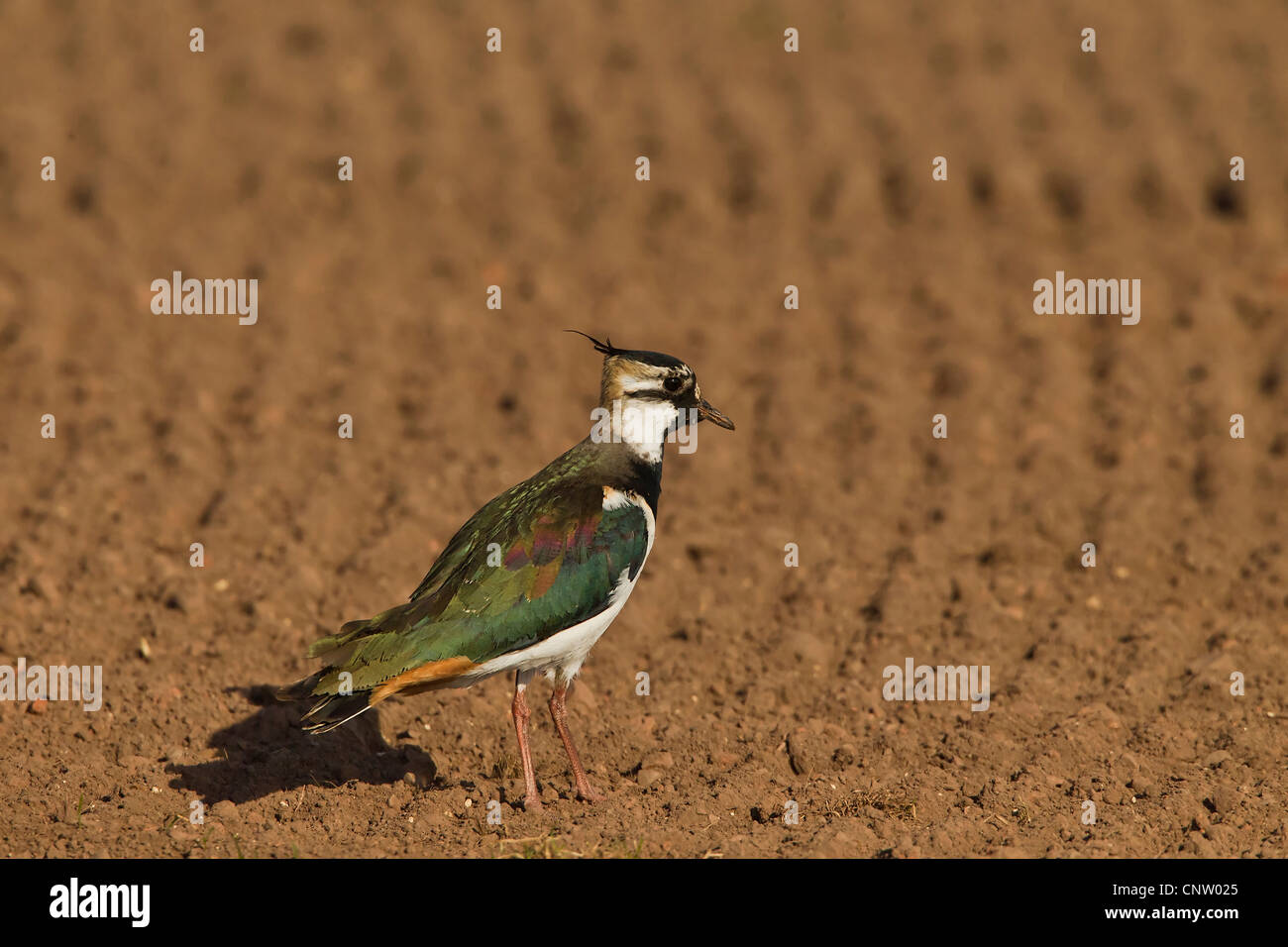 Lapwing in display, feeding at Westruther Scottish Borders Stock Photo ...
