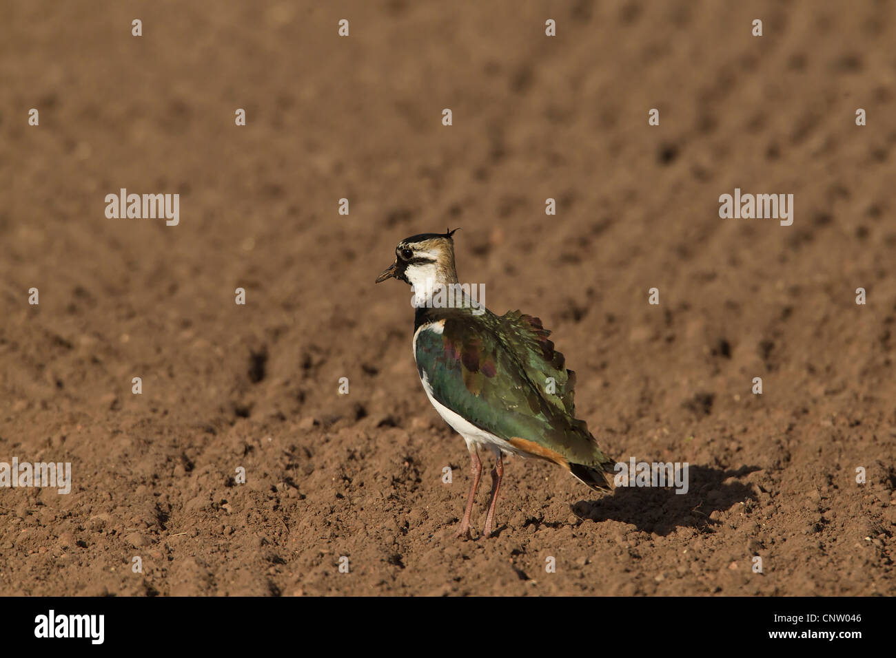 Lapwing in display, feeding at Westruther Scottish Borders Stock Photo ...
