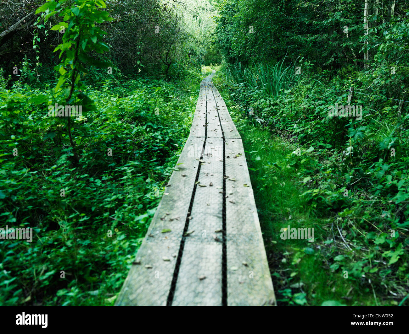 Wooden walkway in lush forest Stock Photo - Alamy