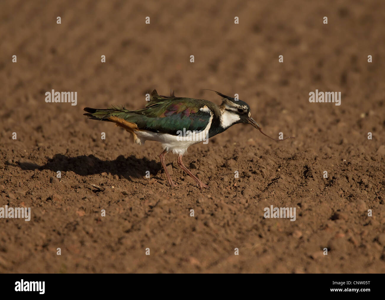 Lapwing in display, feeding at Westruther Scottish Borders Stock Photo ...