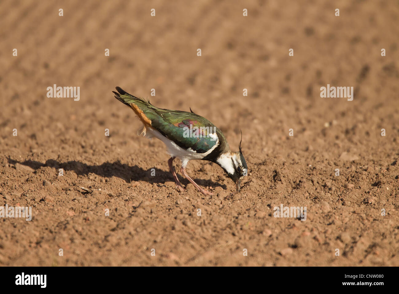 Lapwing in display, feeding at Westruther Scottish Borders Stock Photo ...