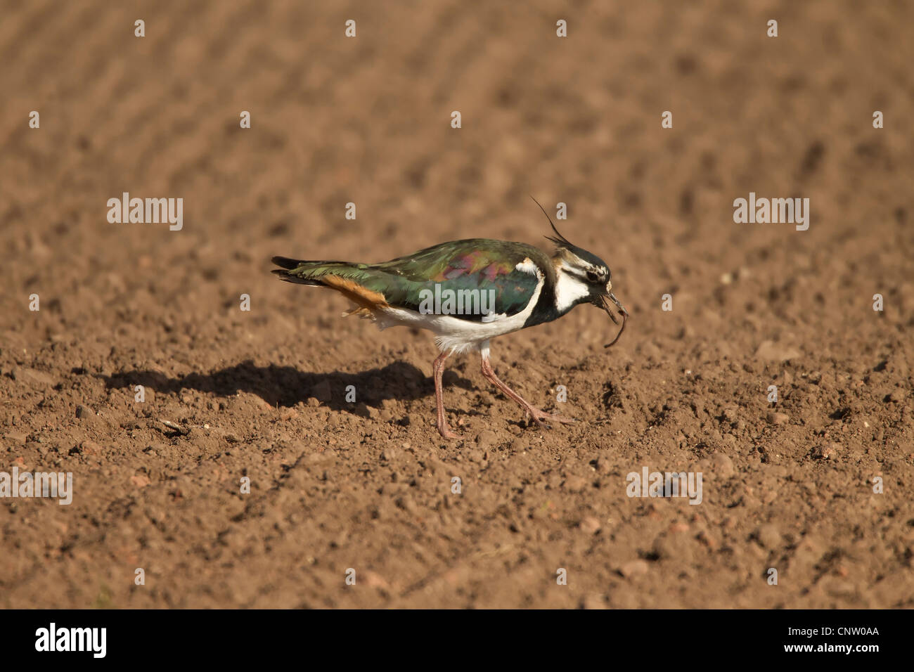 Lapwing feeding hi-res stock photography and images - Alamy