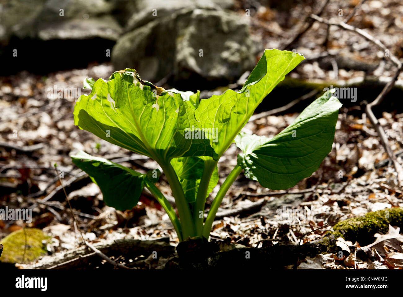 Skunk cabbage growing in a woodland location Stock Photo - Alamy