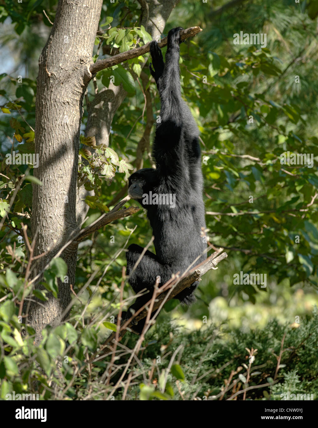 One of the Siamangs (Hylobates syndactylus) at the Nashville (TN) Zoo ...