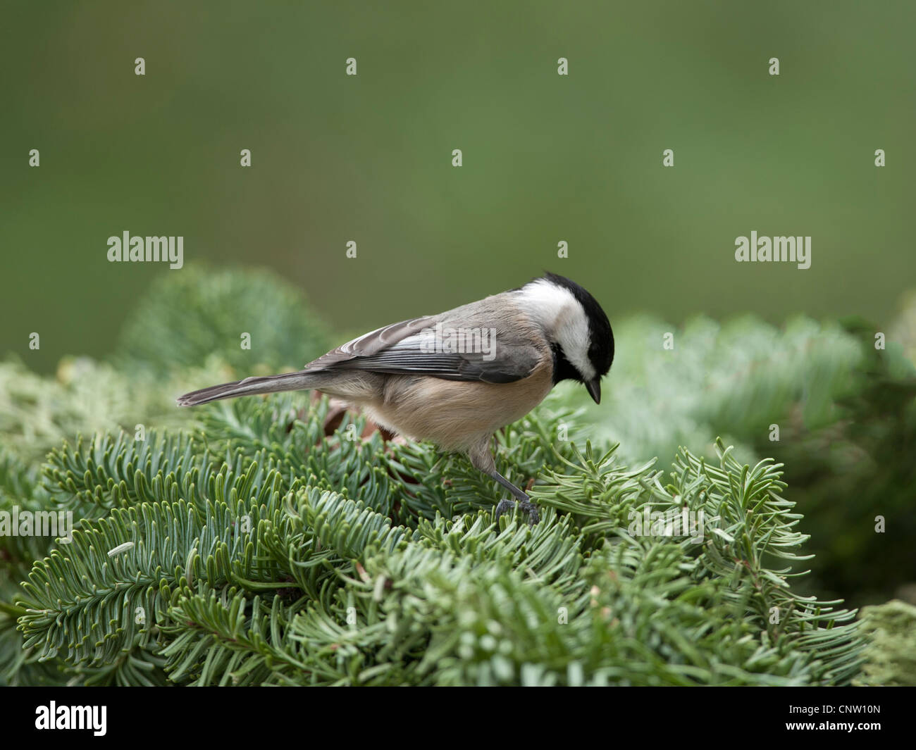 Carolina Chickadee (Poecile carolinensis), Nashville TN Stock Photo - Alamy