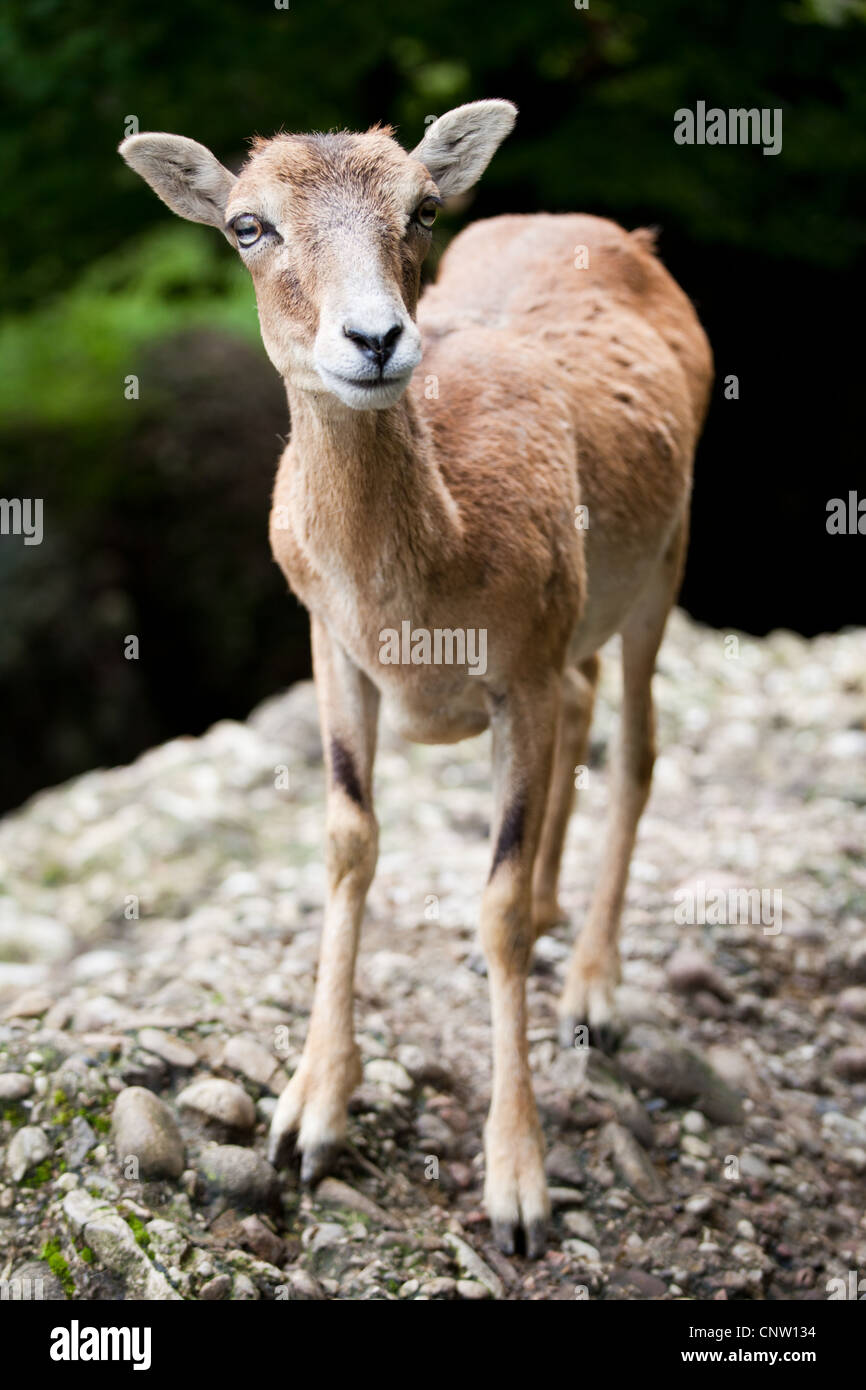 West Caucasian tur (Capra caucasica Stock Photo - Alamy