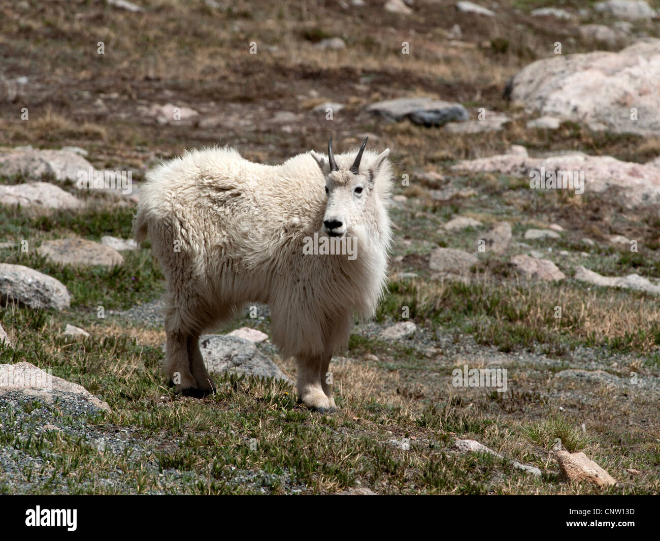 A mountain goat (Oreamnos americanus) at the 12,900-foot level on ...