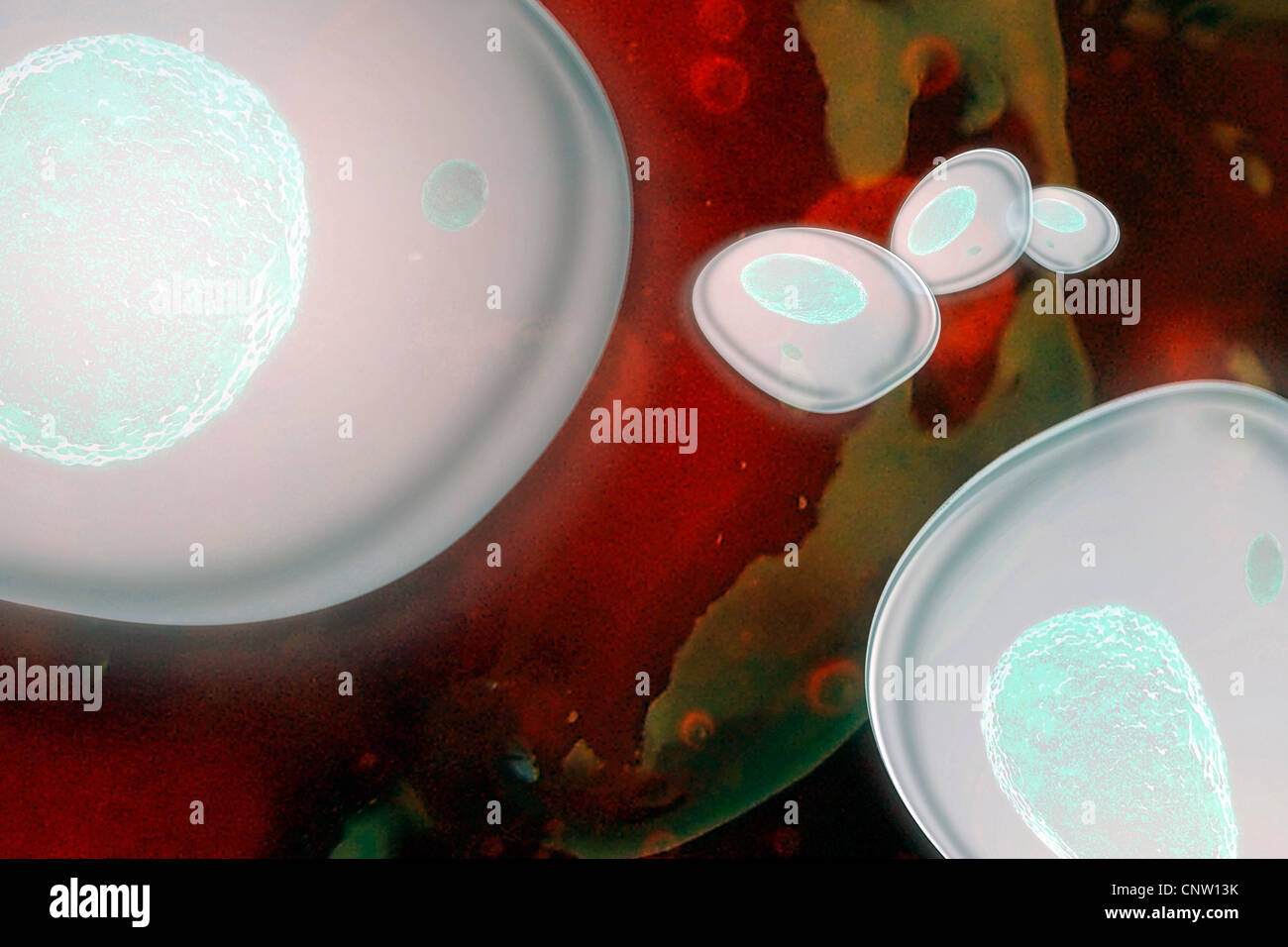 Cells Microscope Stock Photos & Cells Microscope Stock Images - Alamy