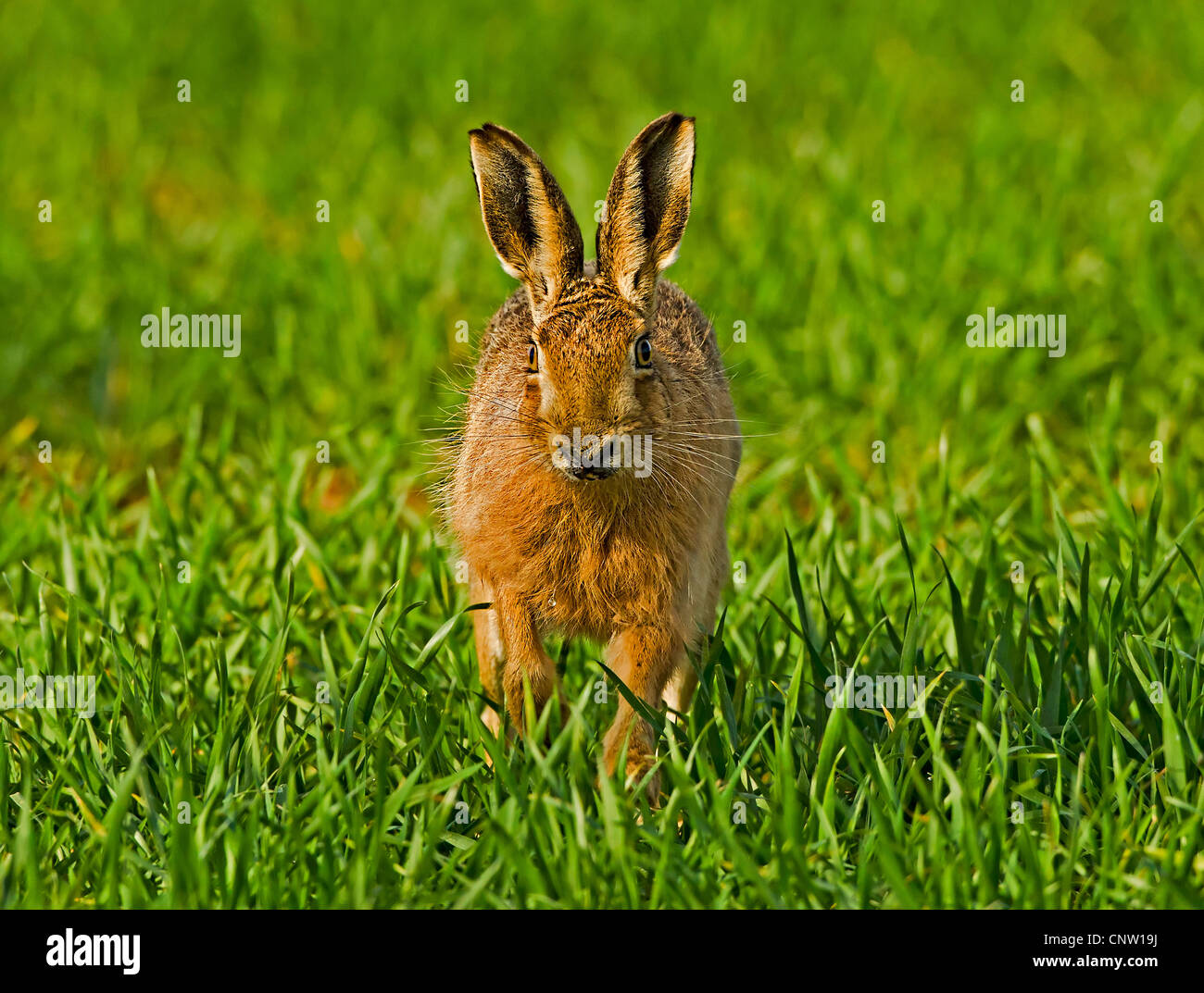 Hare face hi-res stock photography and images - Alamy
