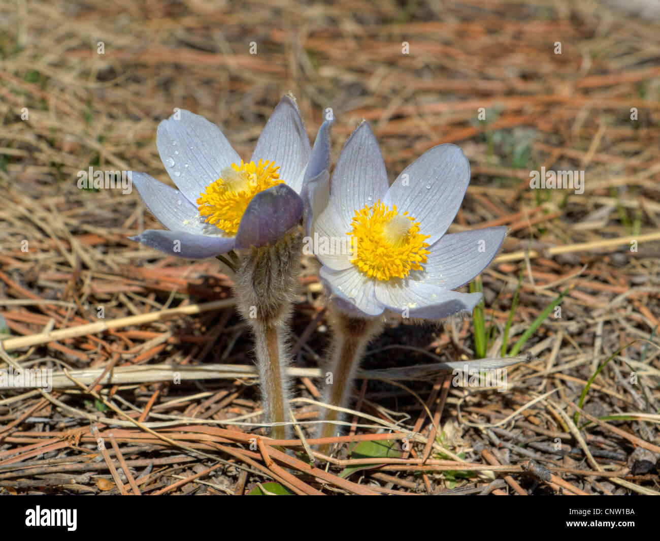 Pasque Flower (Anemone patens), sometimes incorrectly called a Crocus ...