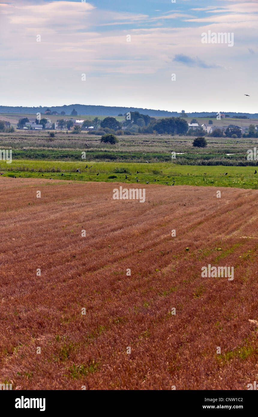 A stubble field Stock Photo - Alamy