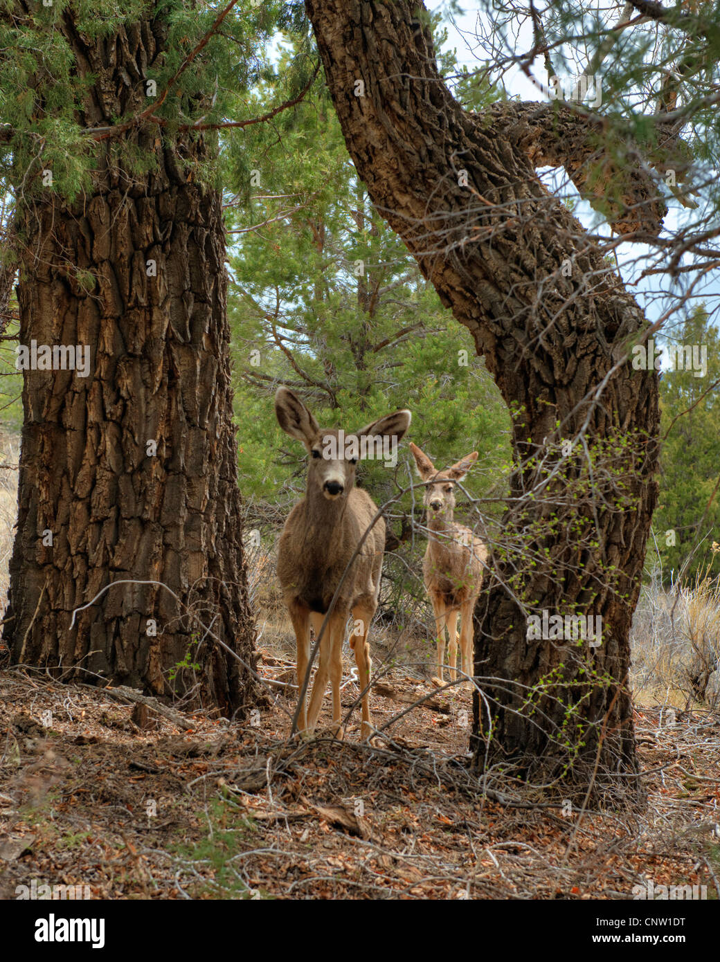 Two curious deer stare at the photographer in the Great Sand Dunes ...