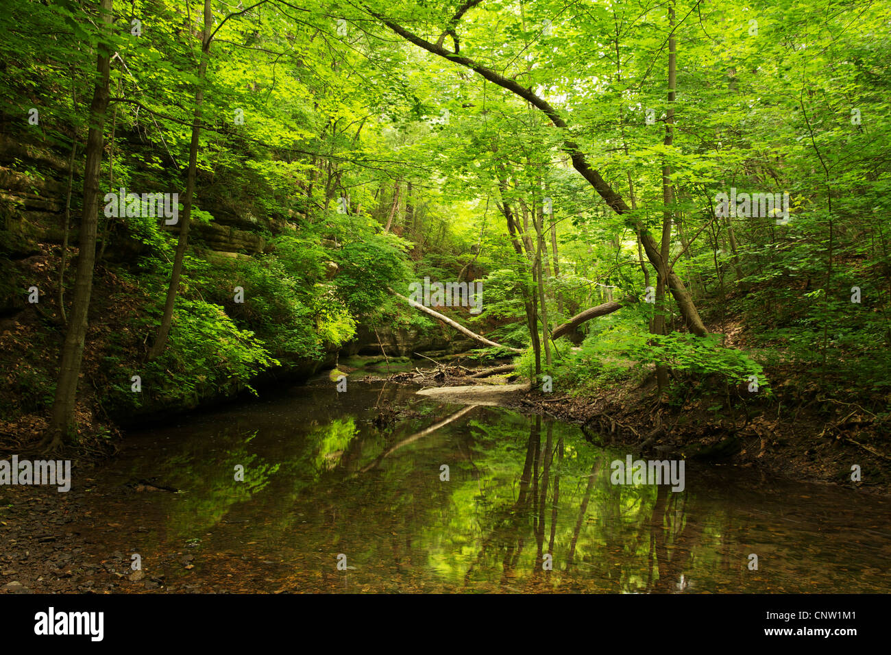 Woodland scene, Upper Dells, Matthiessen State Park, Illinois Stock ...