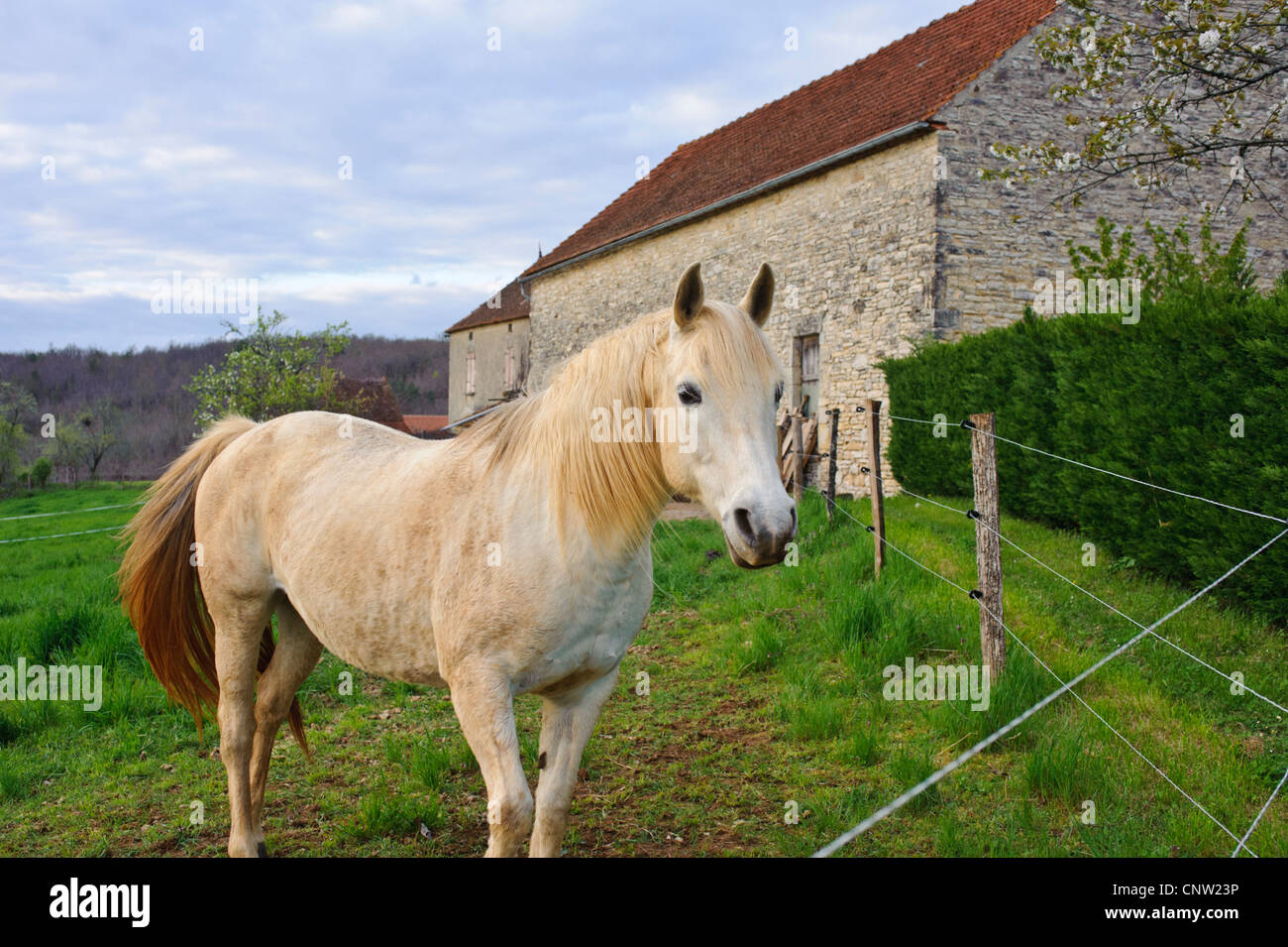 White horse on a French Farm in the Vallée du Lot in Southern France ...