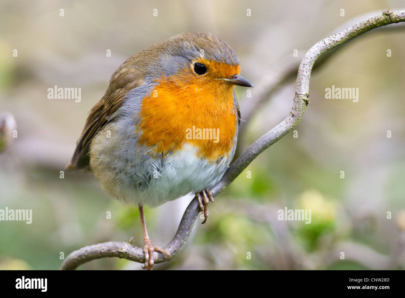 English robin hi-res stock photography and images - Alamy