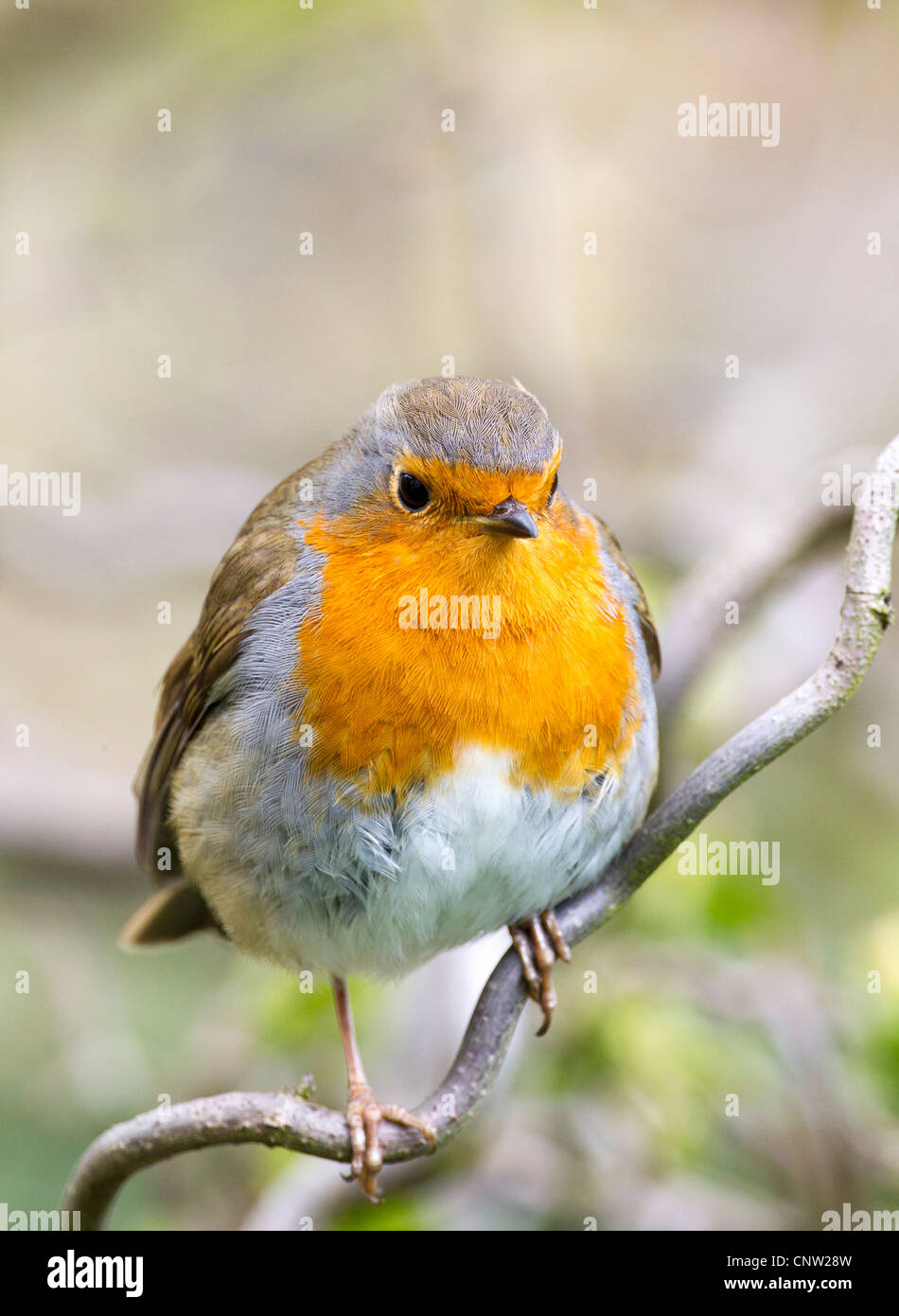 European robin (Erithacus rubecula Stock Photo - Alamy