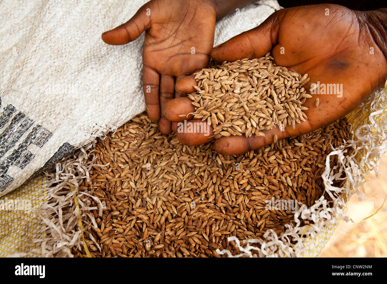 Sierra Leone Rice High Resolution Stock Photography and Images - Alamy