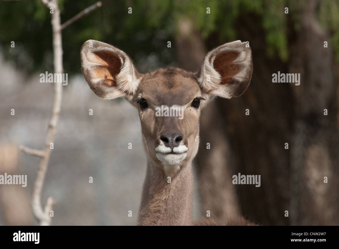 Antelope Antlers Horns Kudu Stock Photo - Alamy