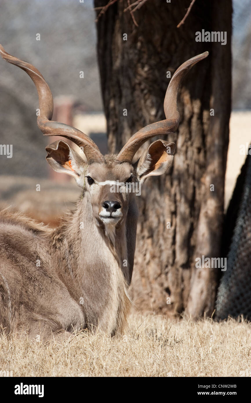Antelope Antlers Horns Kudu Stock Photo - Alamy