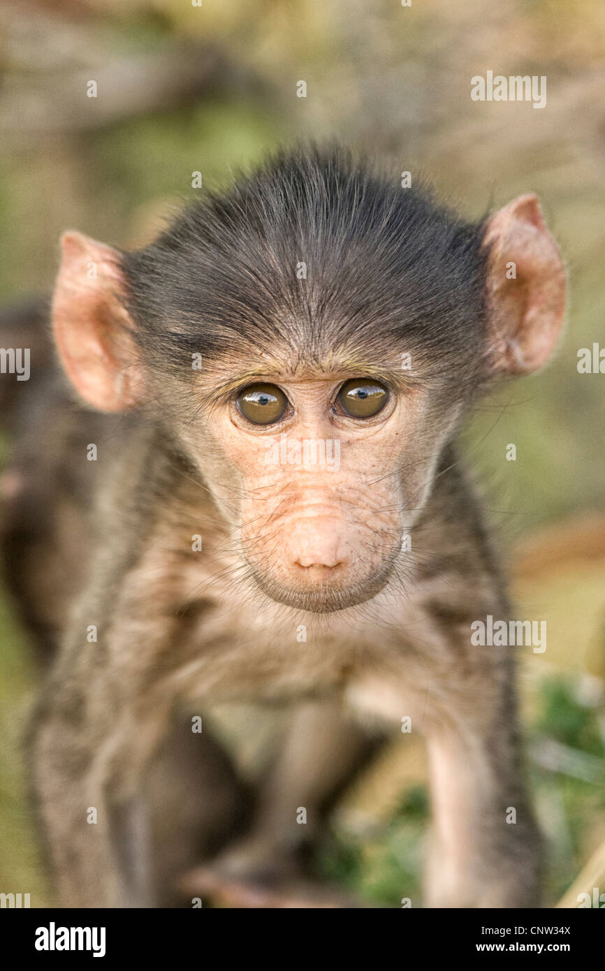 A baby chacma baboon in the Kruger National Park Stock Photo - Alamy