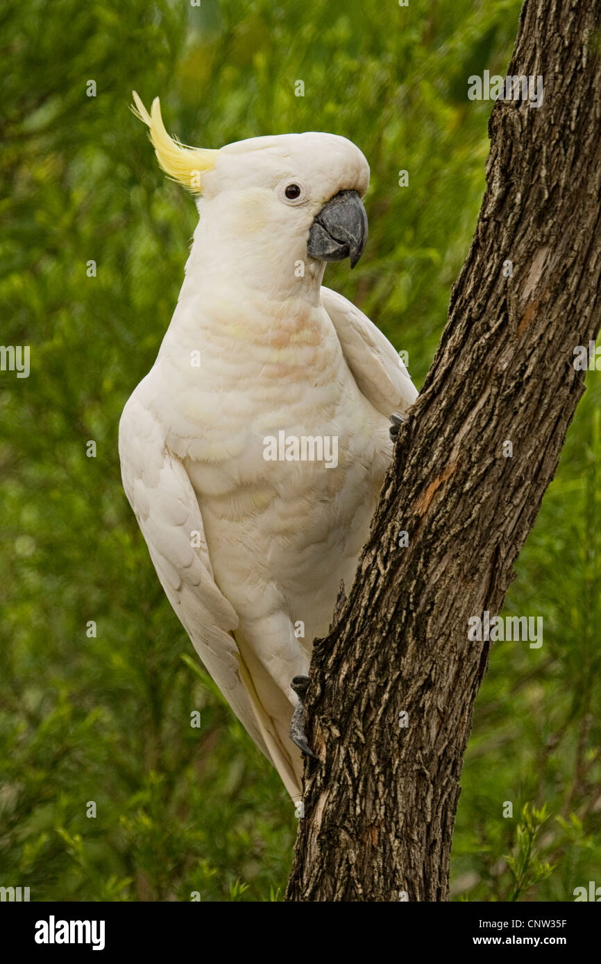 Sulfur yellow crested cockatoo hi-res stock photography and images - Alamy