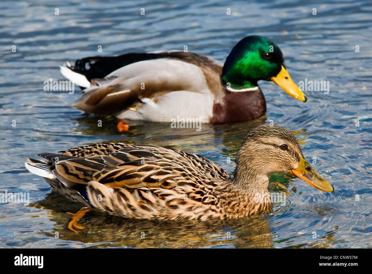 Switzerland, Canton Ticino, Bolle di Magadino Natural Reserve, mallards ...