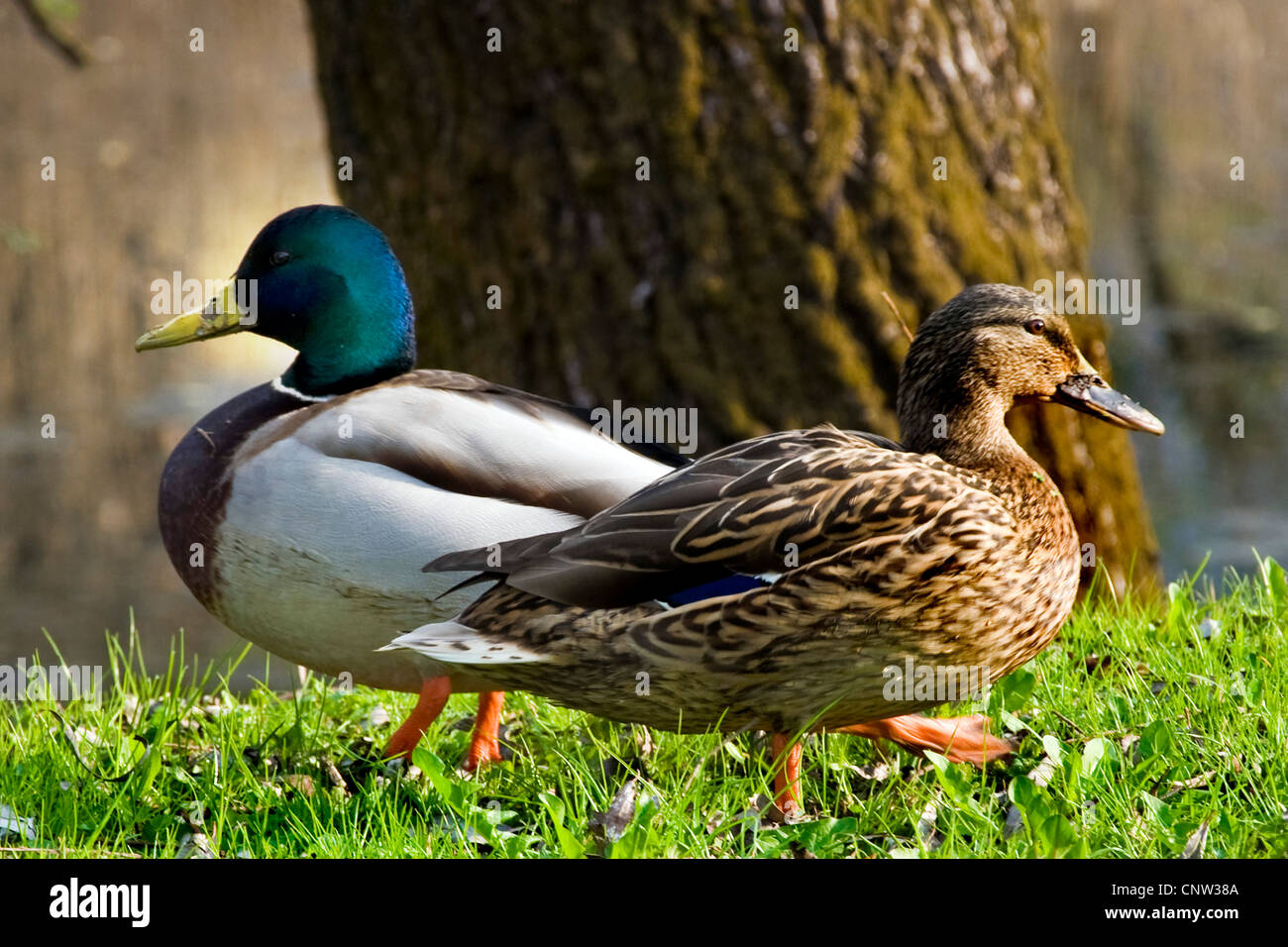 Switzerland, Canton Ticino, Bolle di Magadino Natural Reserve, mallards ...