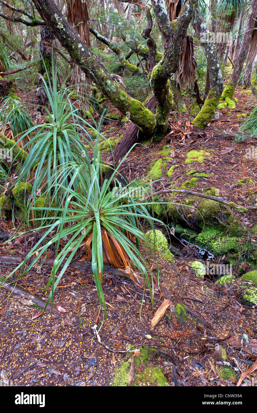 Pandani tasmania hi-res stock photography and images - Alamy