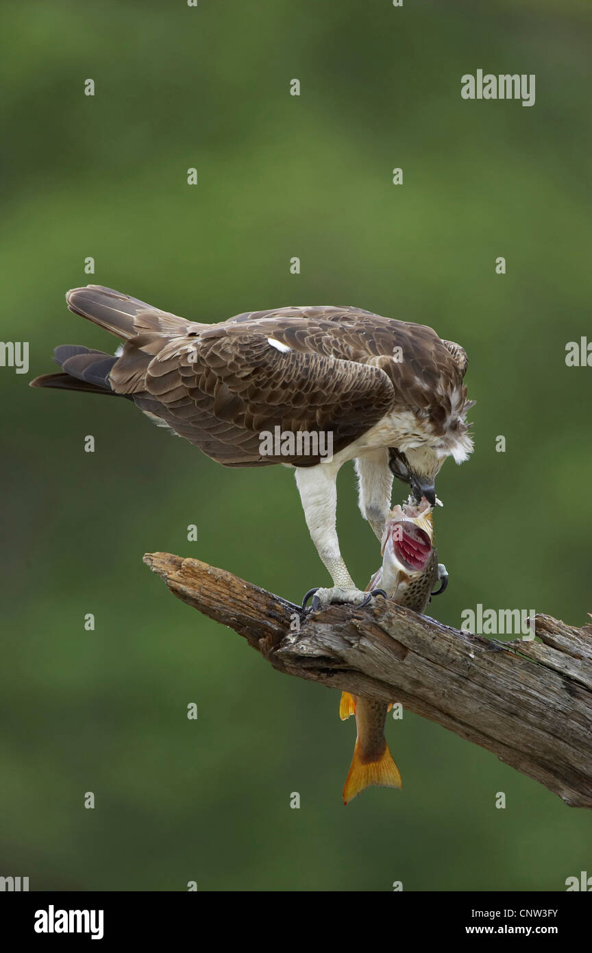 osprey, fish hawk (Pandion haliaetus), sitting on a pine snag eating a ...