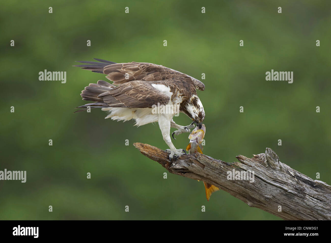 osprey, fish hawk (Pandion haliaetus), sitting on a pine snag eating a ...
