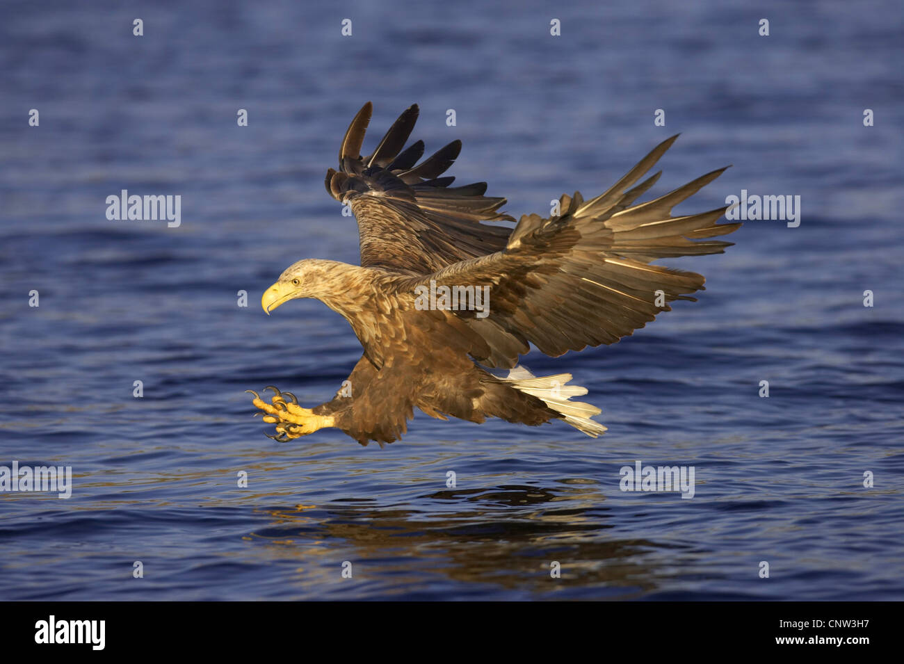 Diving Golden Eagle