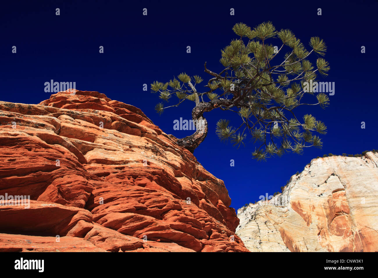 Blackjack plant High Resolution Stock Photography and Images - Alamy