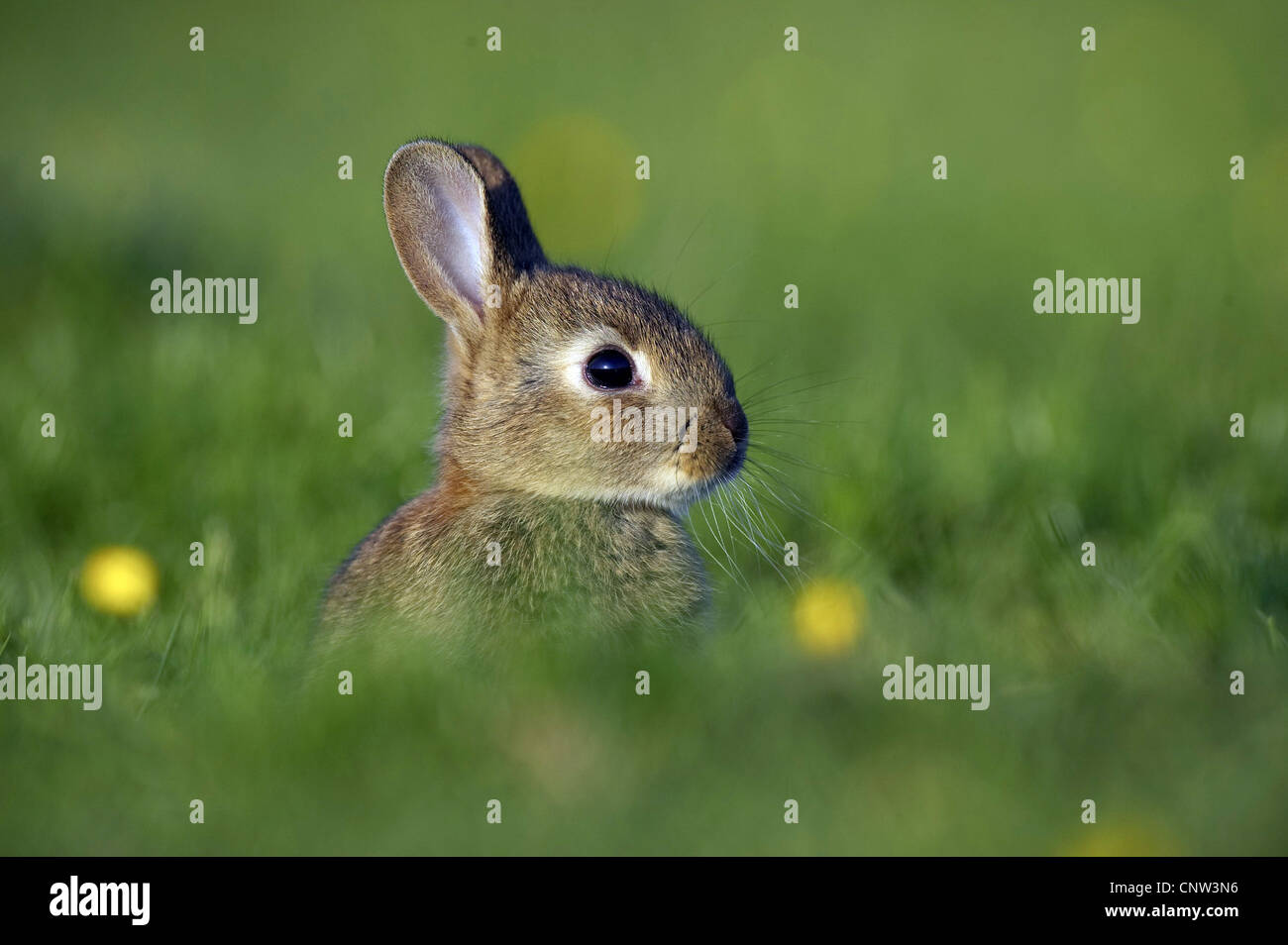 Baby wild rabbits uk hi-res stock photography and images - Alamy