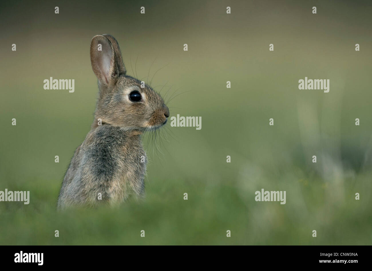 Lookout rabbits hi-res stock photography and images - Alamy