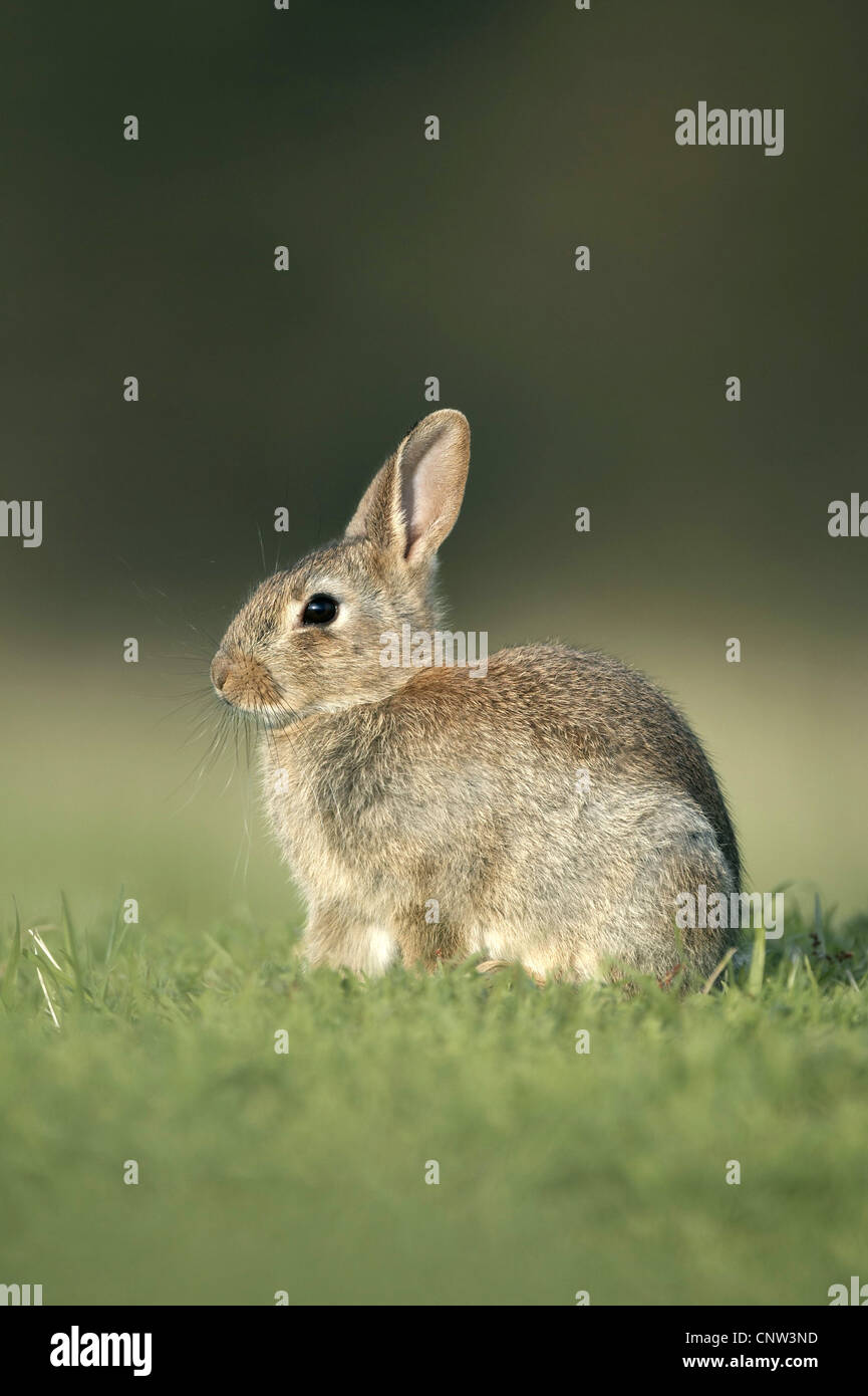 European rabbit (Oryctolagus cuniculus), portrait of young rabbit ...