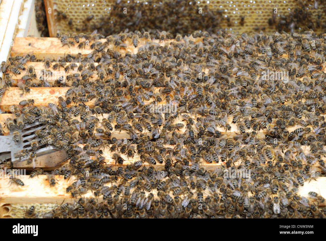 honey bee, hive bee (Apis mellifera mellifera), bees on wooden frame in ...
