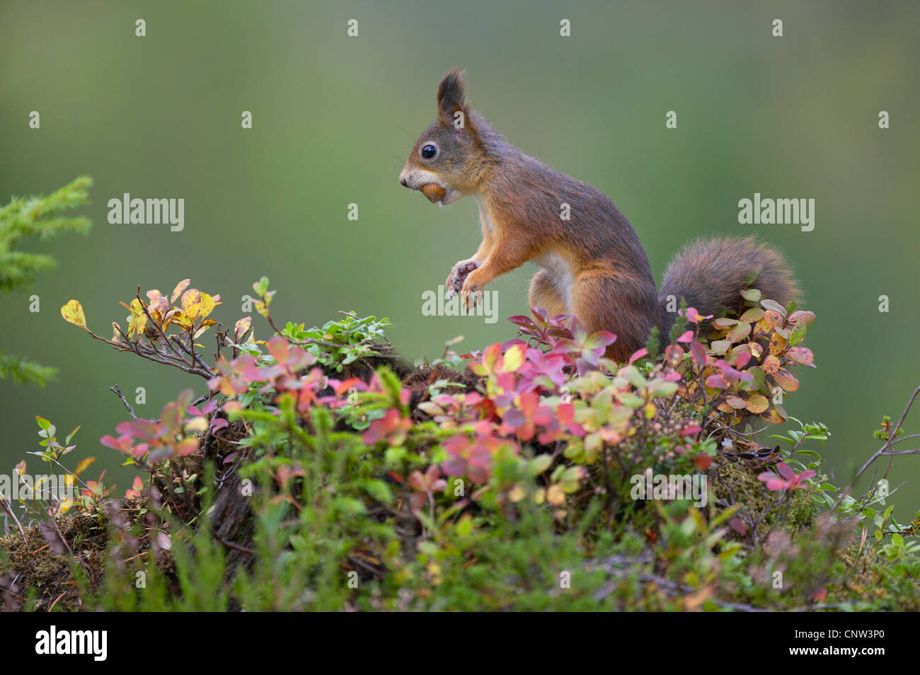 Norwegian squirrel hi-res stock photography and images - Alamy