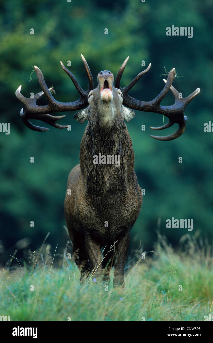 Red deer cervus elaphus deer cervidae even toed ungulate hi-res stock ...
