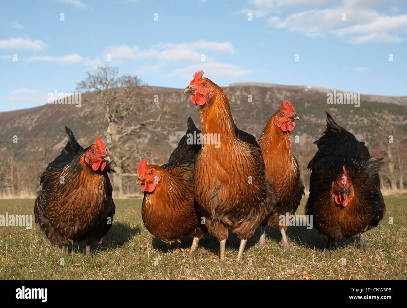 domestic fowl (Gallus gallus f. domestica), Free range domestic hens ...
