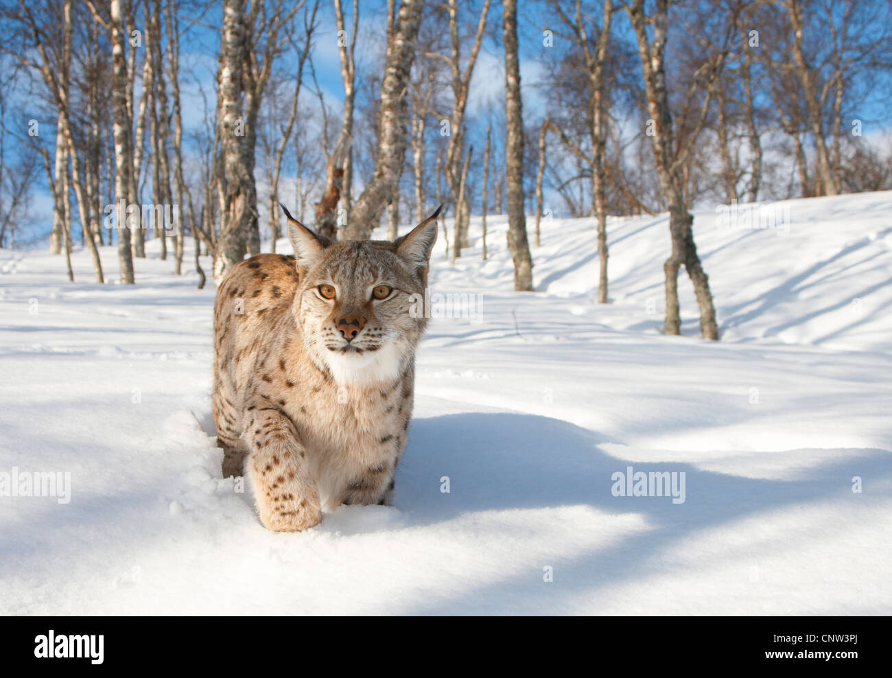Eurasian Lynx Norway