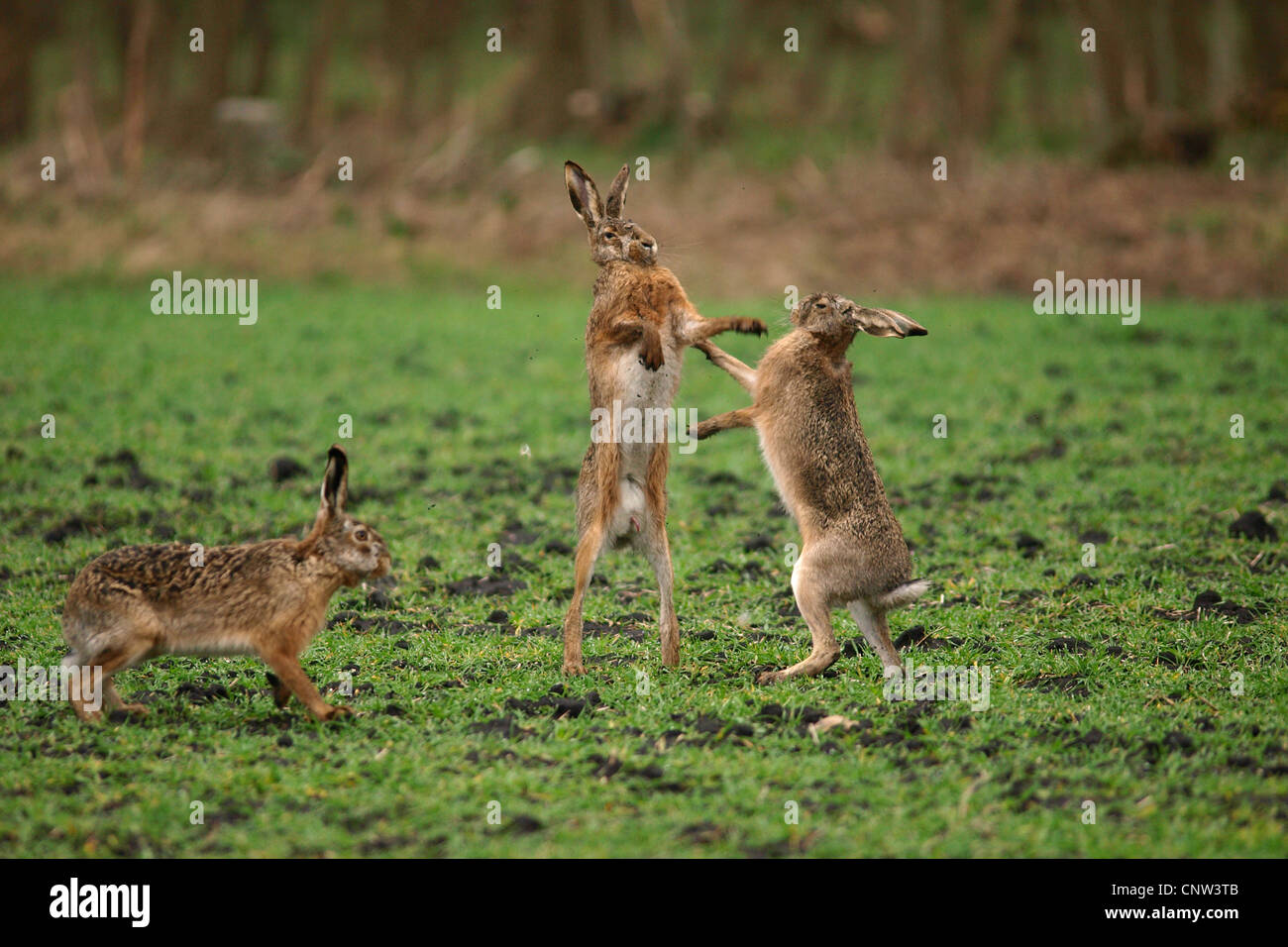 European hare (Lepus europaeus), mating time, fight between male and ...