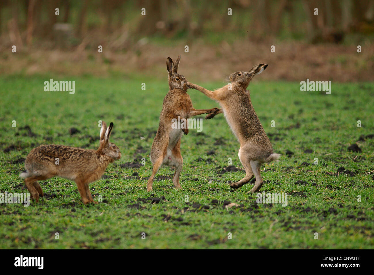European hare (Lepus europaeus), mating time, fight between male and ...