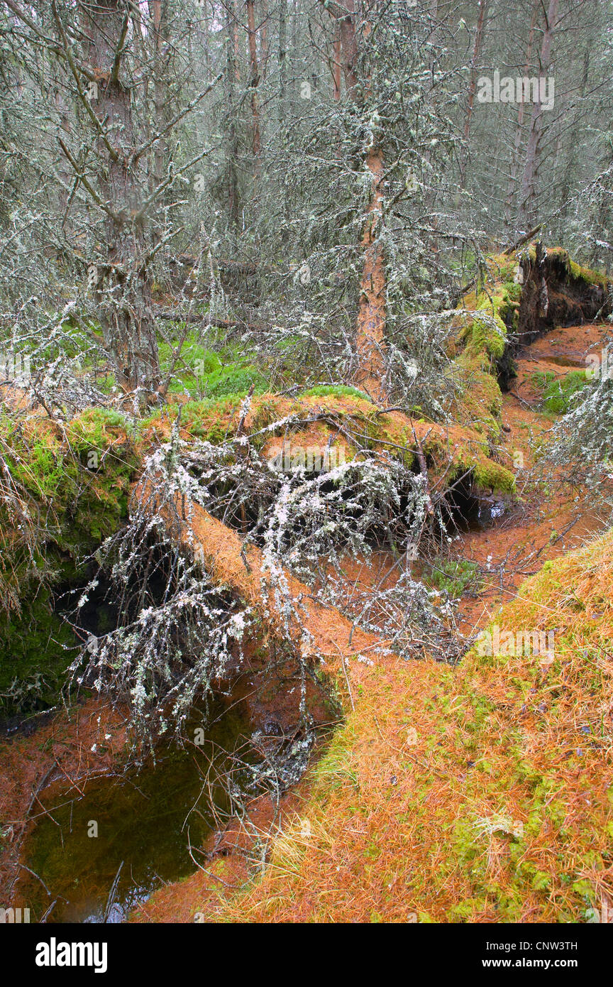 Larix spec hi-res stock photography and images - Alamy